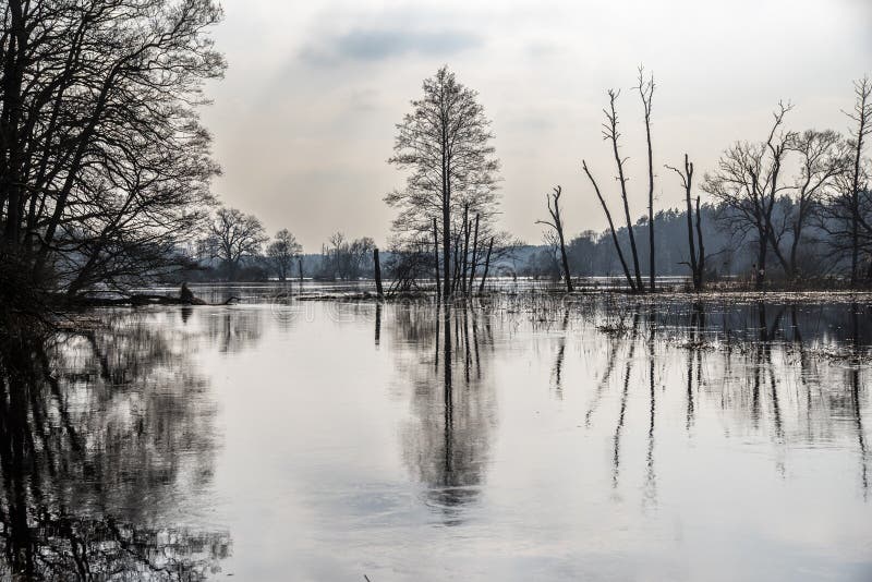 Flooded Forests and Fields, Flooding in the Natural Landscape Stock ...