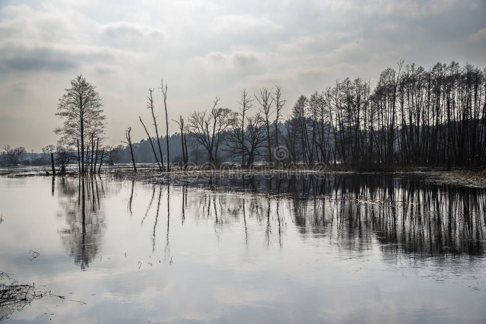 Flooded Forests and Fields, Flooding in the Natural Landscape Stock ...