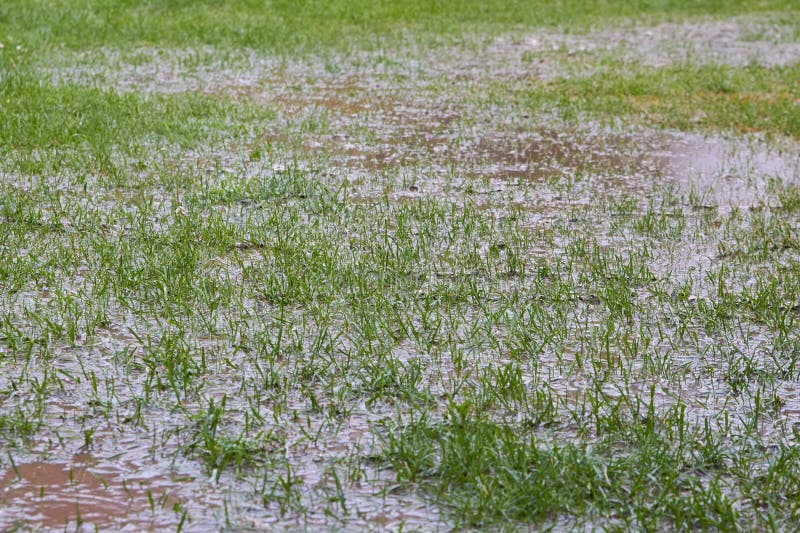 Flooded Grass,flood in the Spring, the River Overflowed on the Lawn ...