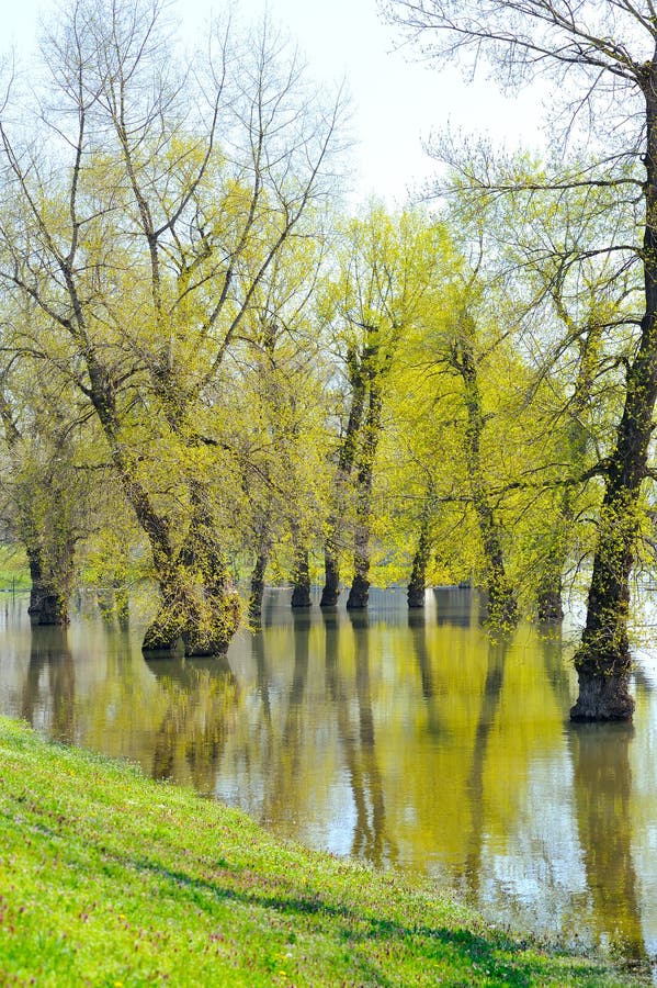 Flooded ground stock image. Image of sava, nature, woods - 32196859