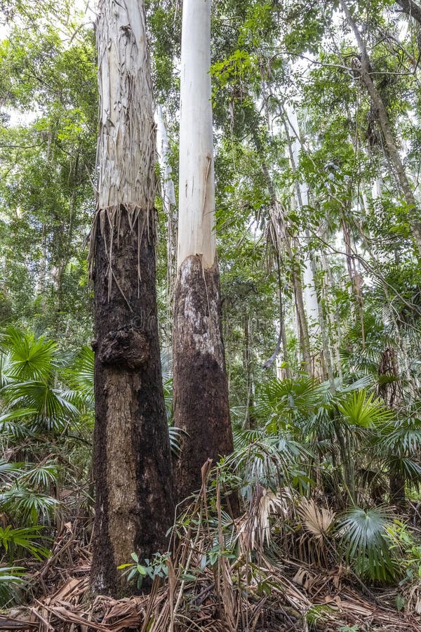 Flooded Gum Trees stock image. Image of cabbage, australia - 363532037