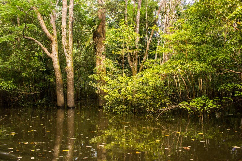 Flooded Amazon rainforest stock photo. Image of deluge - 2792516