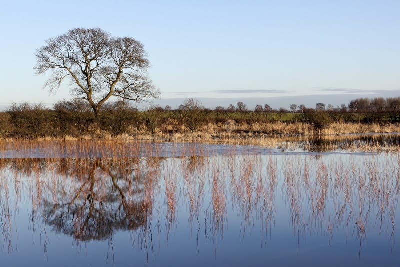 Flooded landscape stock photo. Image of flora, rural - 17957718