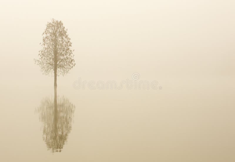 One tree stock photo. Image of majestic, beautiful, countryside - 2339744