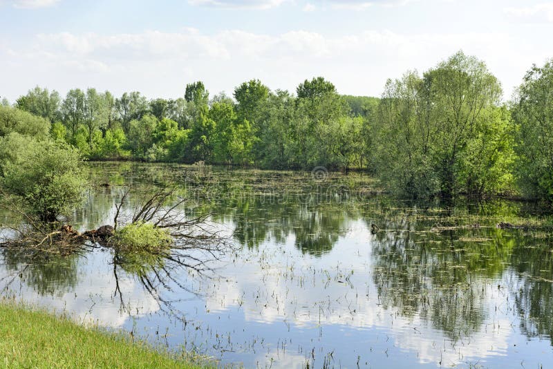 Flooded meadow stock photo. Image of country, lake, landscape - 137300342