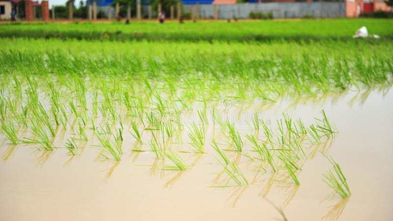 Flooded Rice Field in Cambodia Stock Image - Image of crop, agriculture ...