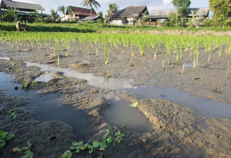 Flooded Rice Fields, Bali, Indonesia Stock Image - Image of island ...