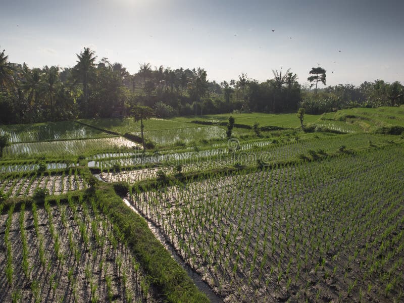 Flooded Rice Fields, Bali, Indonesia Stock Image - Image of farm, plant ...