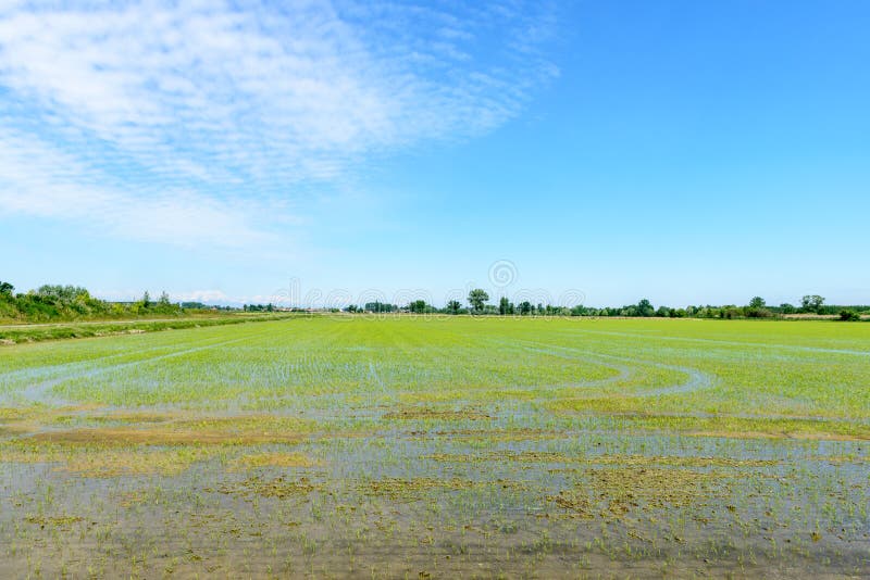 Flooded Rice Fields, Lomellina (Italy) Stock Photo - Image of lomellina ...