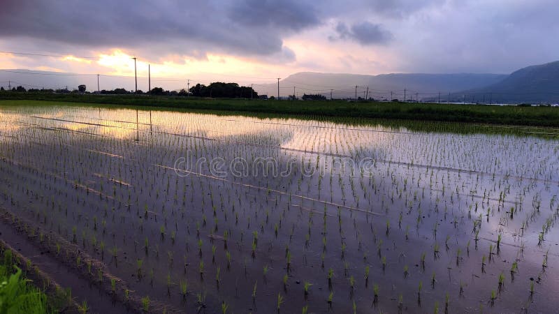 Flooded Rice Fields in Sunset Lights Photo Stock Image - Image of ...