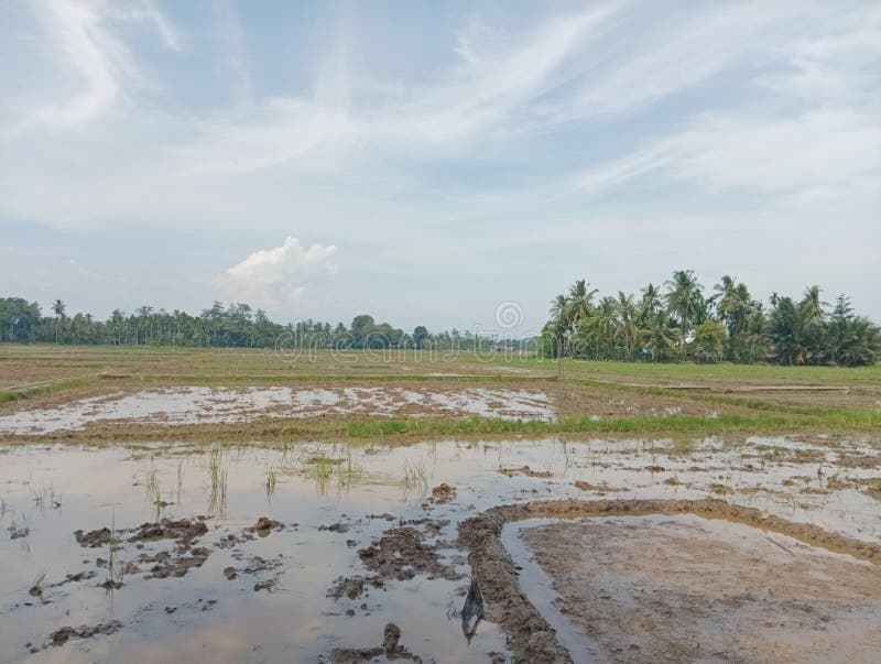 Flooded Rice Paddy Field with Palm Trees and Cloudy Sky Stock Photo ...