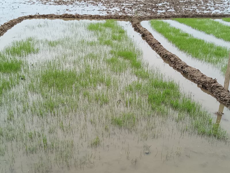 Flooded Rice Paddy Field with Rows of Young Rice Plants Stock Photo ...