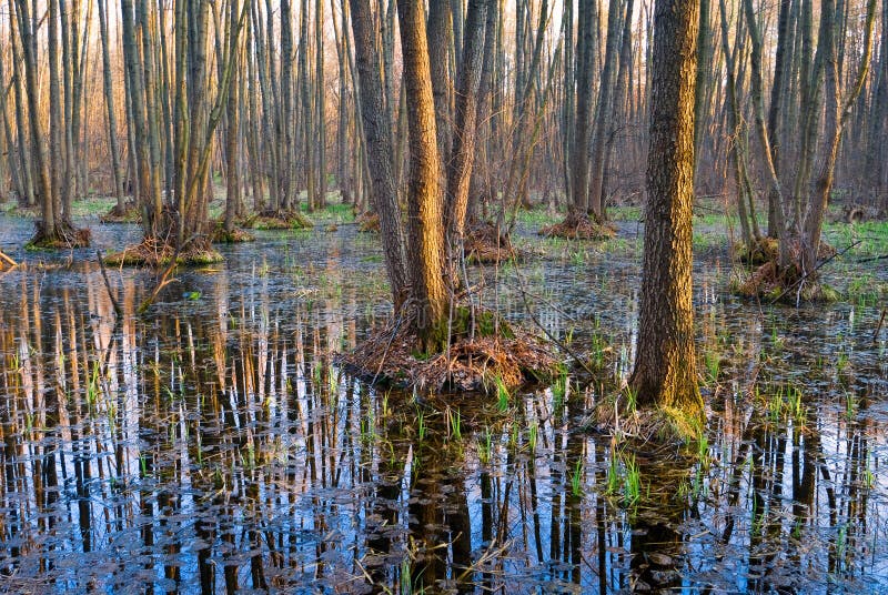Flooded spring forest stock image. Image of relaxation - 23656457