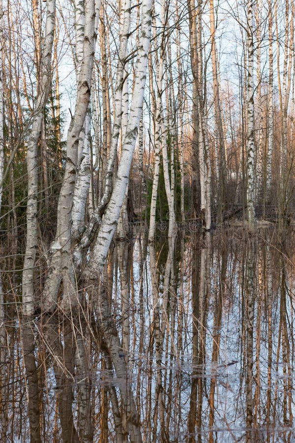 Flooded thicket at spring stock photo. Image of ditch - 114446626