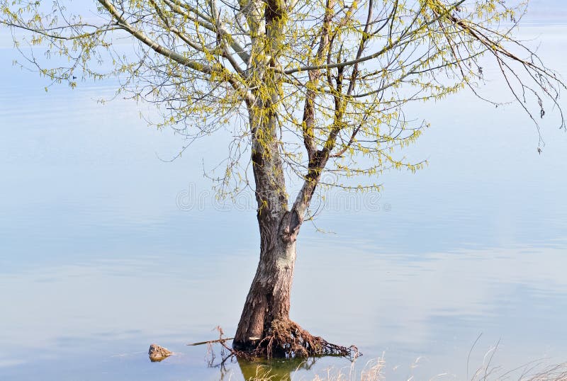 Flooded tree stock image. Image of deluge, lake, branches - 52822453