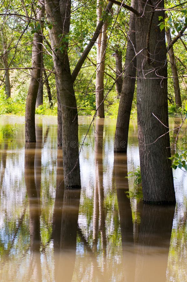 Flooded trees stock image. Image of disaster, landscape - 18273041