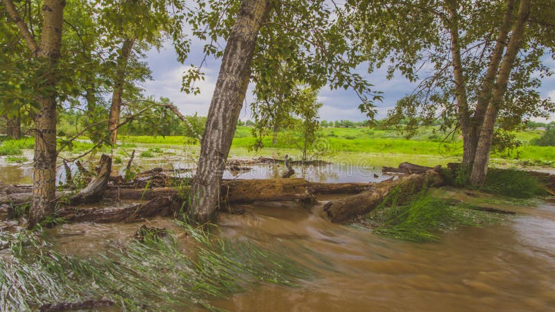 Flooded Trees. stock image. Image of canada, damage, flooding - 58279221