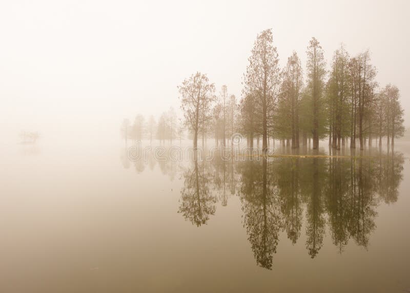 Flooded Trees in a Fog at Sunrise. Stock Image - Image of habitat ...