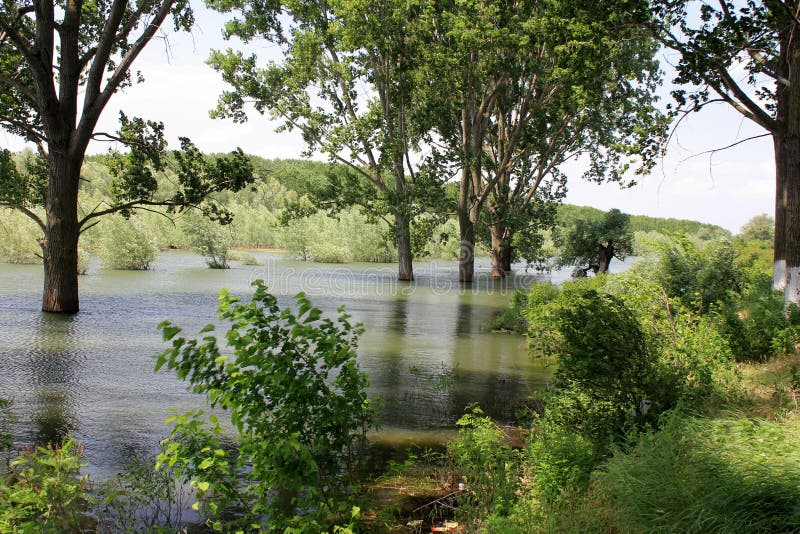 Flooded trees stock photo. Image of cataclysm, destruction - 45840488