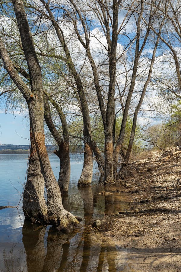 Flooded trees on the river stock photo. Image of landscape - 116345518