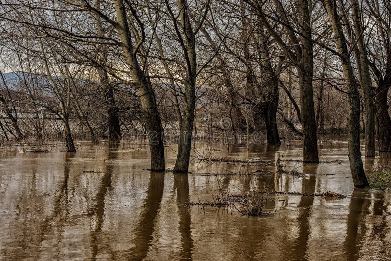 Flooded trees stock photo. Image of forestry, natural - 174731670