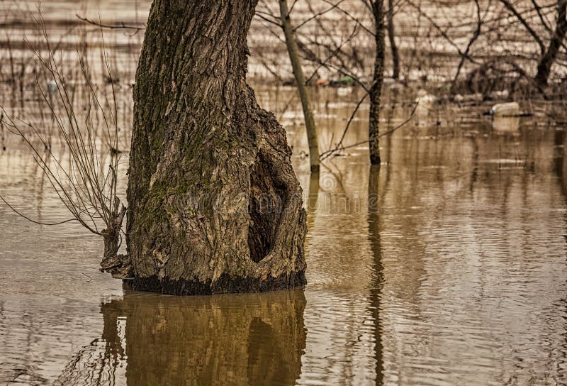 Flooded trees stock photo. Image of problem, landscape - 174731684