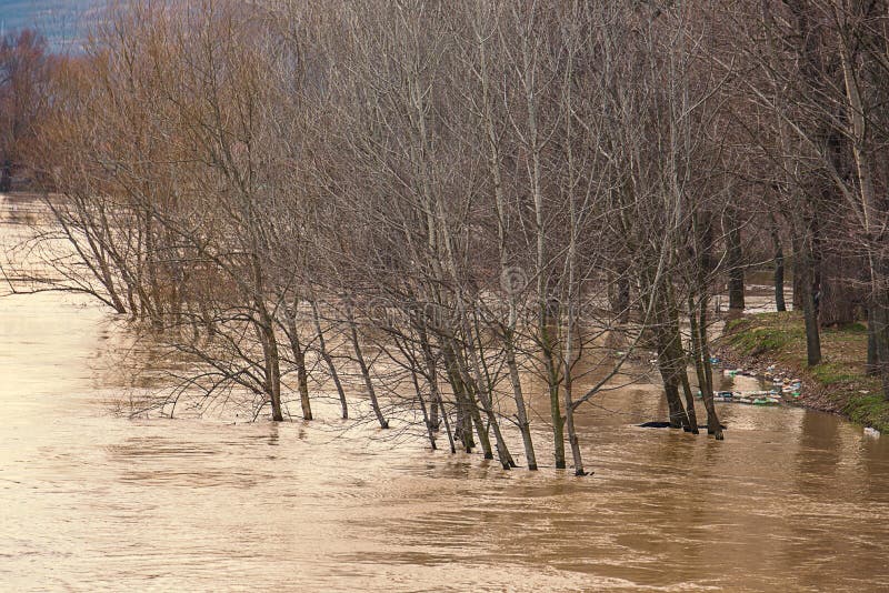 Flooded trees stock image. Image of landscape, nature - 174731827