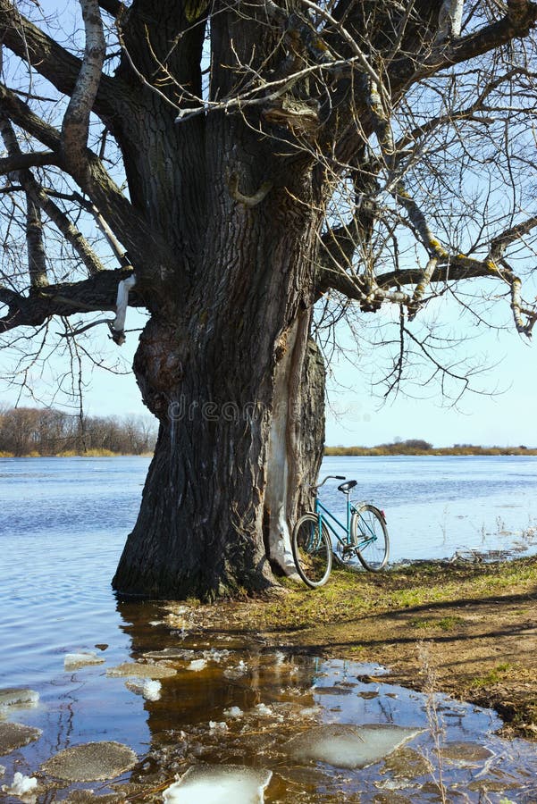 Flooded with Water Tree As a Result of Flooding Stock Photo - Image of ...