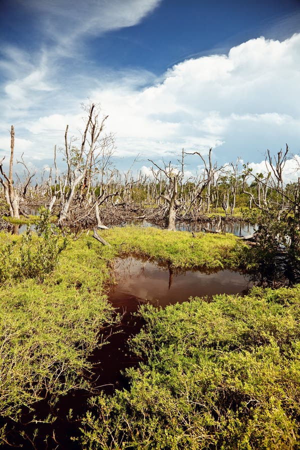 Flooding fores stock image. Image of bald, preserve, roots - 21516873