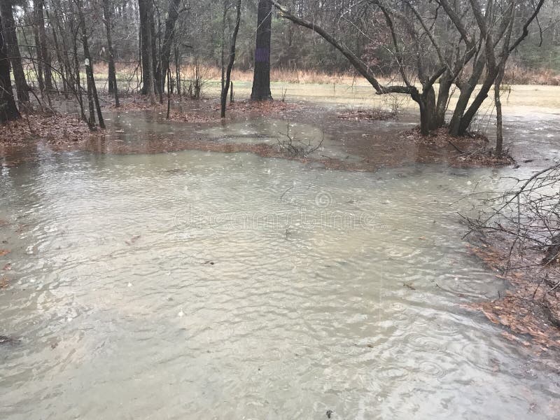 Flooding in the forest stock photo. Image of flooding - 110797970