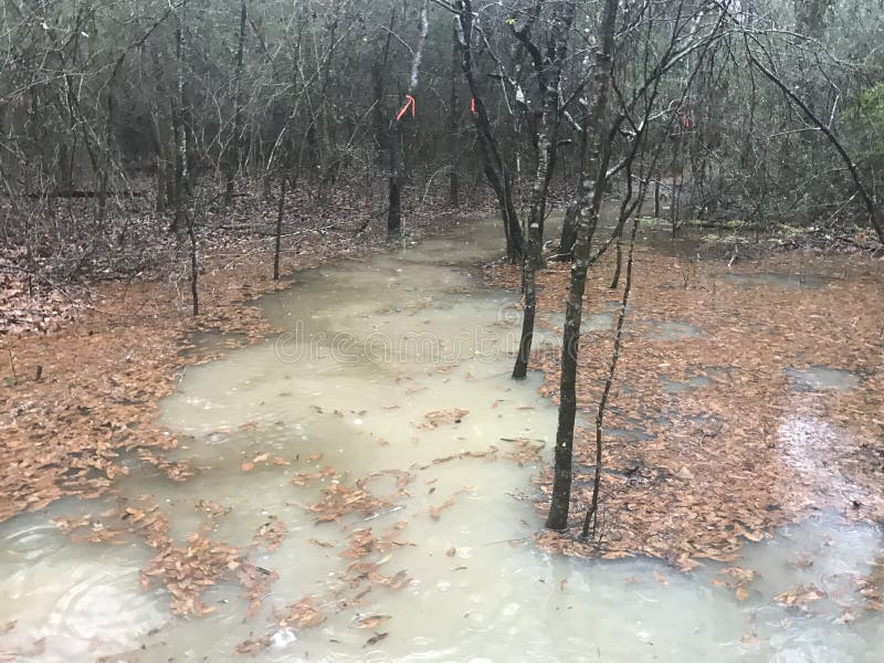 Flooding in the Forest, Trees Standing in Water after Too Much Rain ...