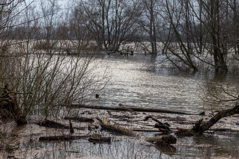Flooding River Creek after a Flood Water with a Fallen Tree Shows the ...
