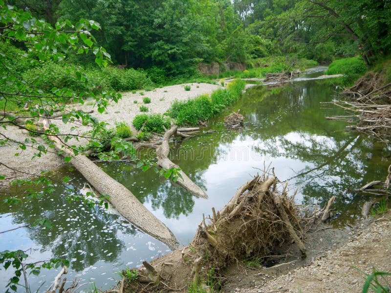 Floodplain Forest stock photo. Image of root, river, water - 25988622