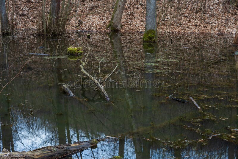 Floodplain Forest. Trees Growing in Water Stock Image - Image of river ...