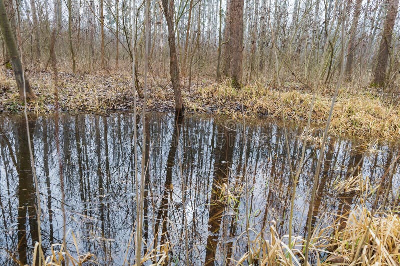 Floodplain Forest. Trees Growing in Water. Wild Nature Stock Image ...
