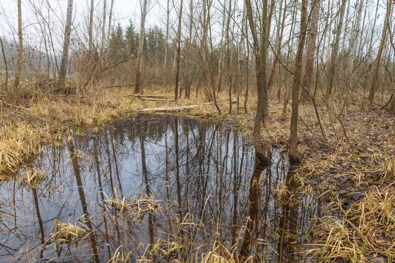 Floodplain Forest. Trees Growing in Water. Wild Nature Stock Photo ...