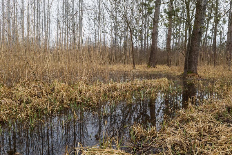 Floodplain Forest. Trees Growing in Water. Wild Nature Stock Photo ...
