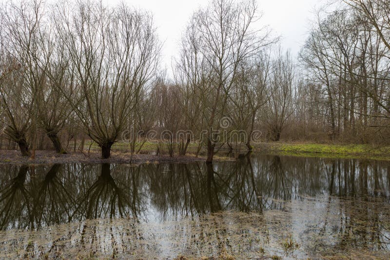 Floodplain Forest. Trees Growing in Water. Wild Nature Stock Image ...