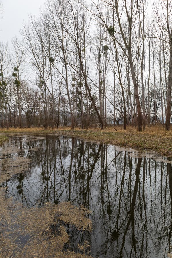 Floodplain Forest. Trees Growing in Water. Wild Nature Stock Photo ...