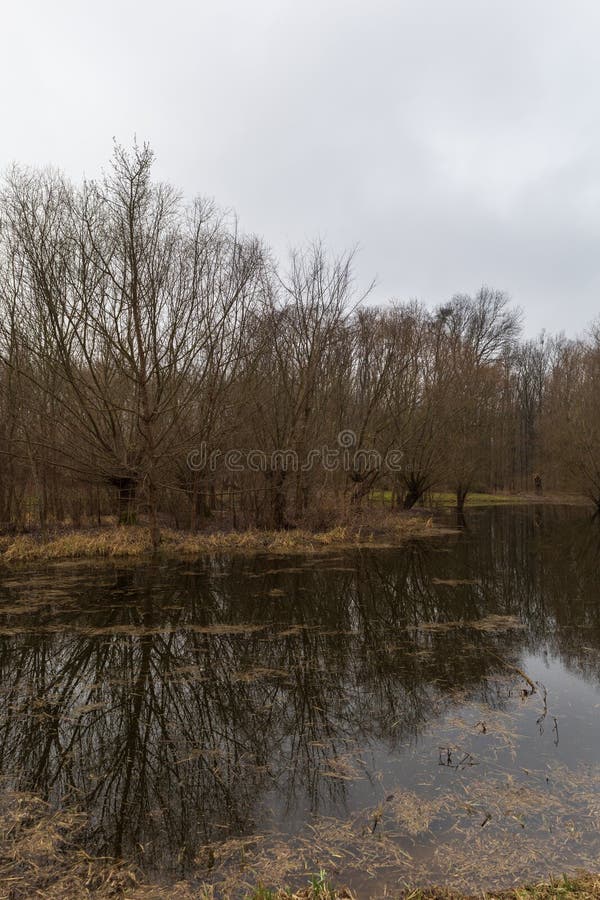Floodplain Forest. Trees Growing in Water. Wild Nature Stock Photo ...