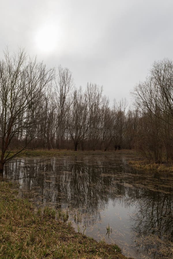 Floodplain Forest. Trees Growing in Water. Wild Nature Stock Photo ...