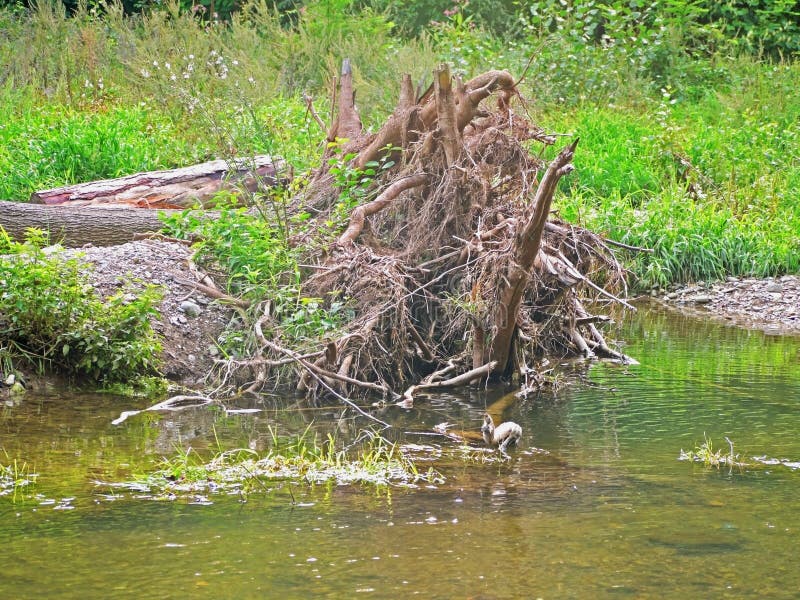 Floodplain Forest stock image. Image of nature, root - 44285163