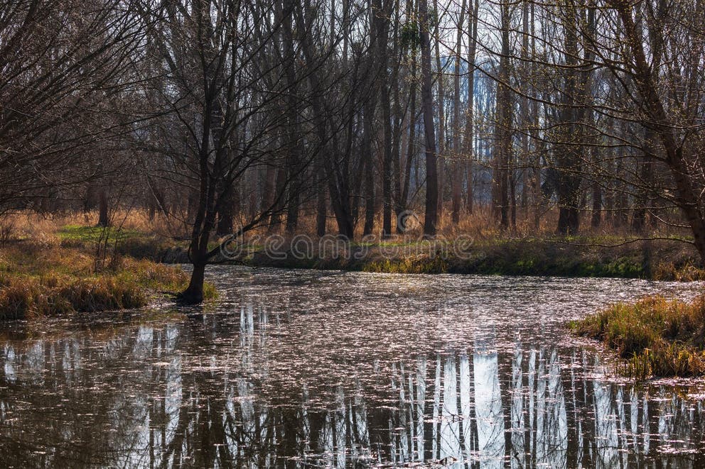 Floodplain Forest and Willow - Salix Caprea. Water Flows Around the ...