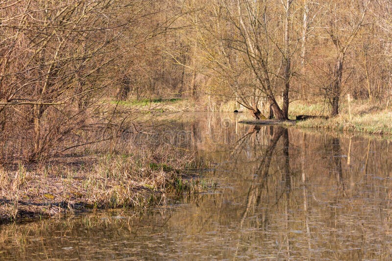 Floodplain Forest and Willow - Salix Caprea. Water Flows Around the ...