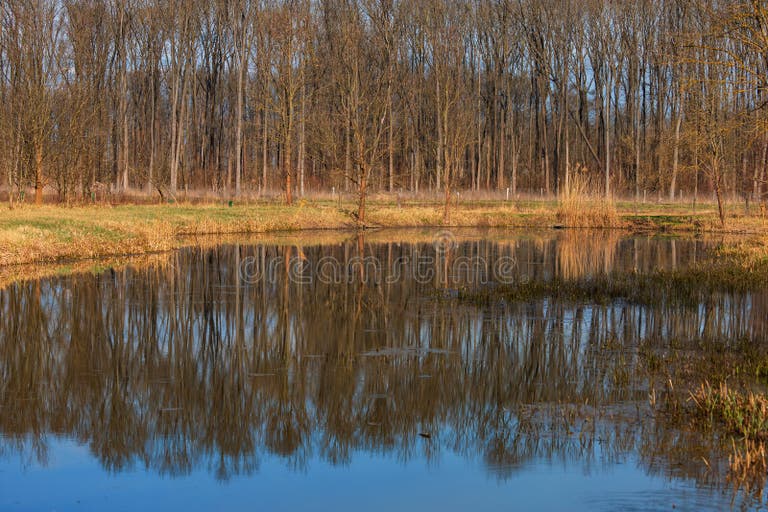 Floodplain Forest and Willow - Salix Caprea. Water Flows Around the ...