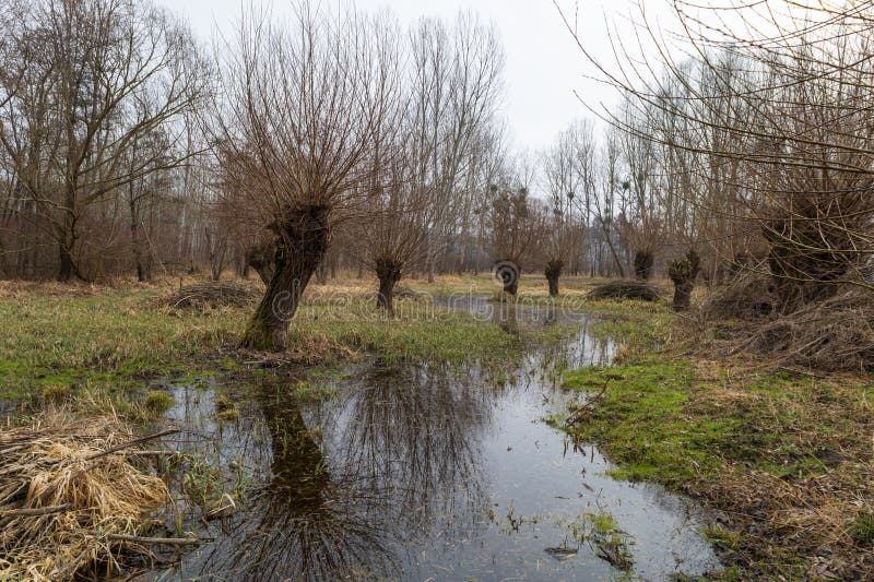 Floodplain Forest and Willow - Salix Caprea. Water Flows Around the ...