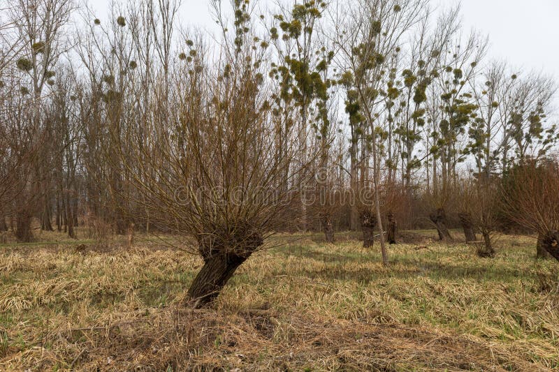 Floodplain Forest and Willow - Salix Caprea. Water Flows Around the ...