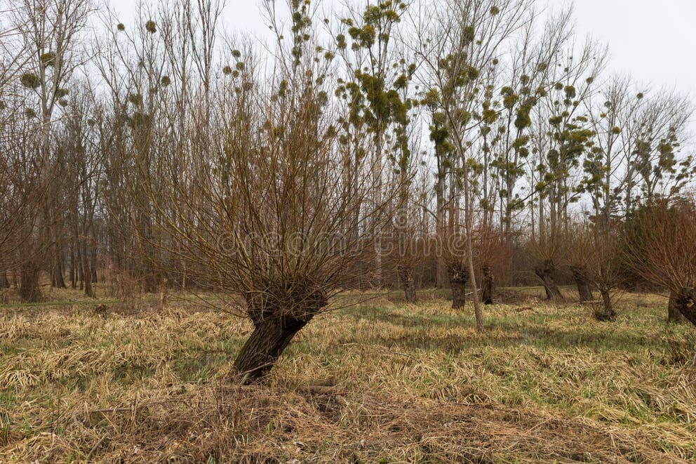 Floodplain Forest and Willow - Salix Caprea. Water Flows Around the ...