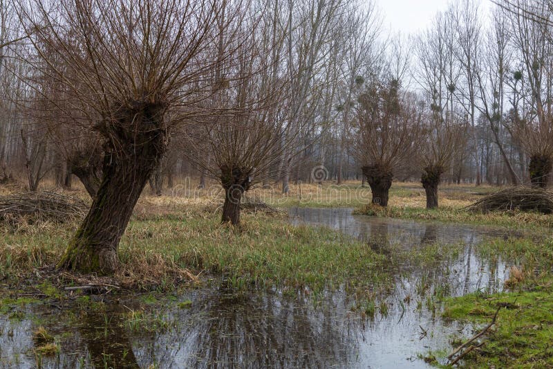 Floodplain Forest and Willow - Salix Caprea. Water Flows Around the ...