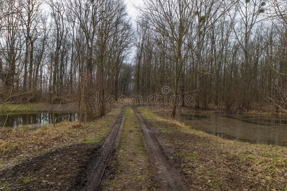 Floodplain Forest and Willow - Salix Caprea. Water Flows Around the ...